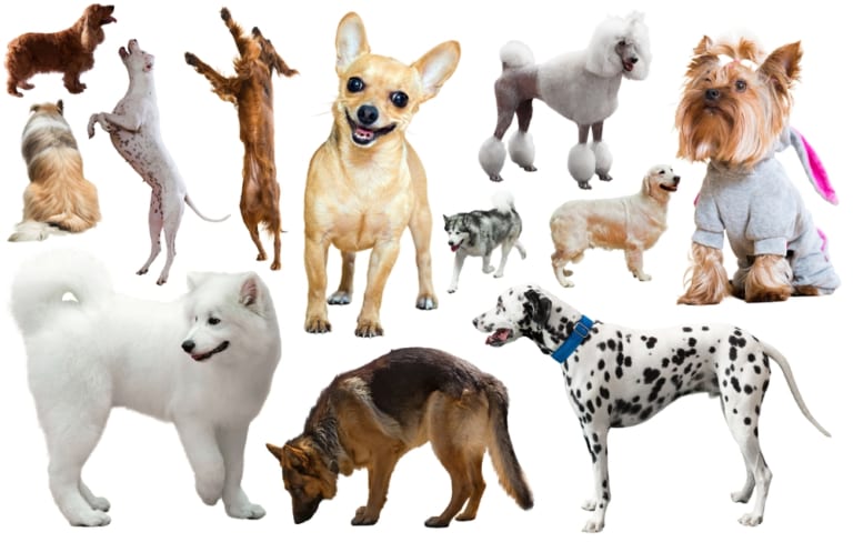 「種類」を表す “kind”・“sort”・“type” の違いは？～Gabaマンツーマン英会話が解説 | 最新記事 | おすすめ英会話・英語 ...